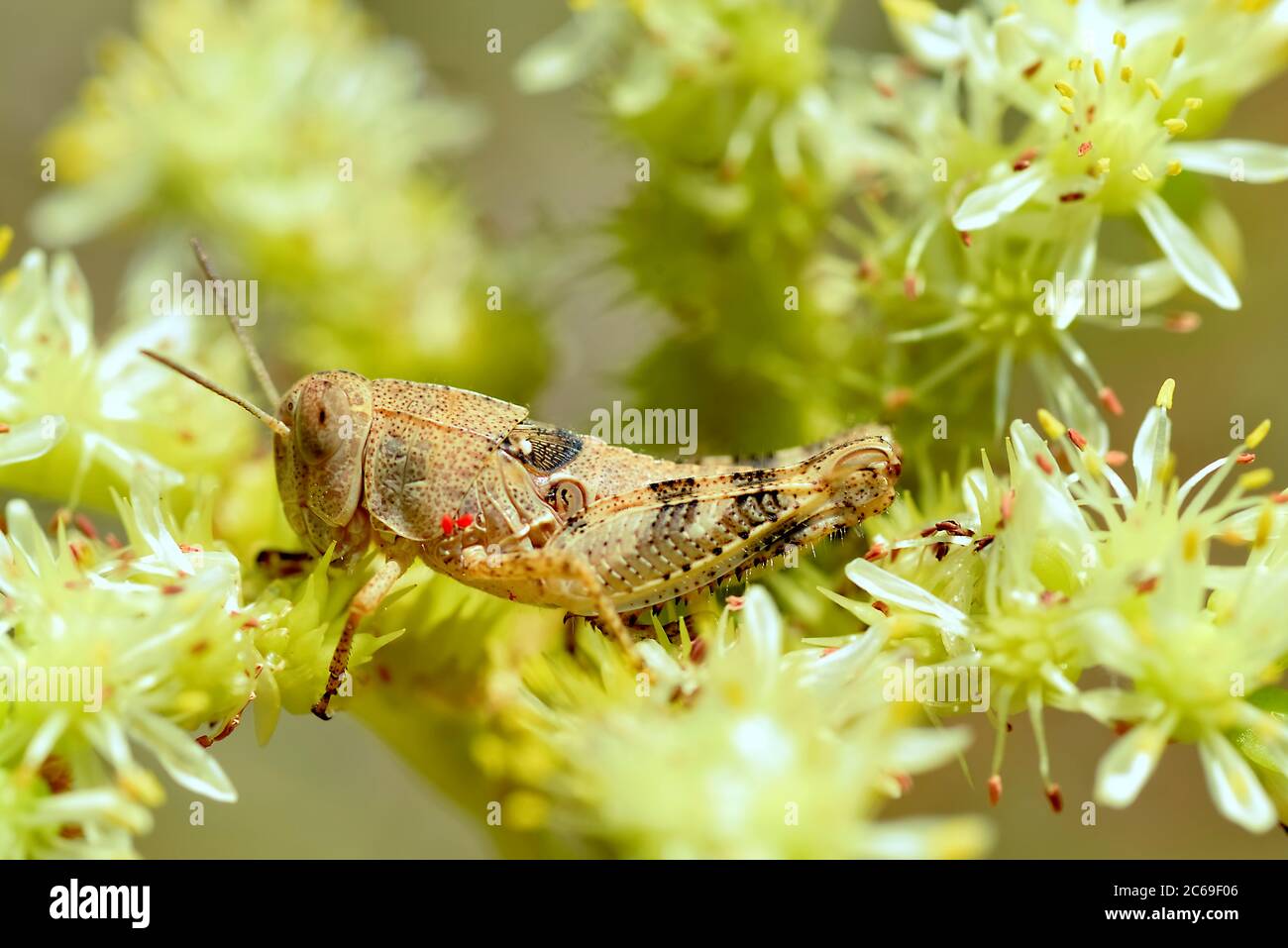 Locust antenna hi-res stock photography and images - Alamy