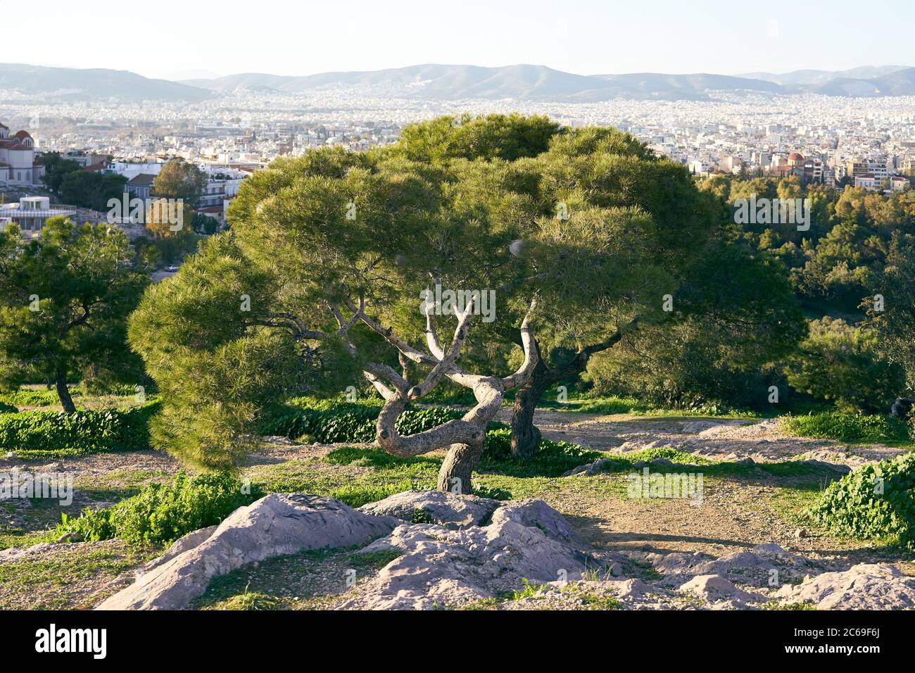 Mediterranean stone pine trees grow abundantly around the Acropolis ...