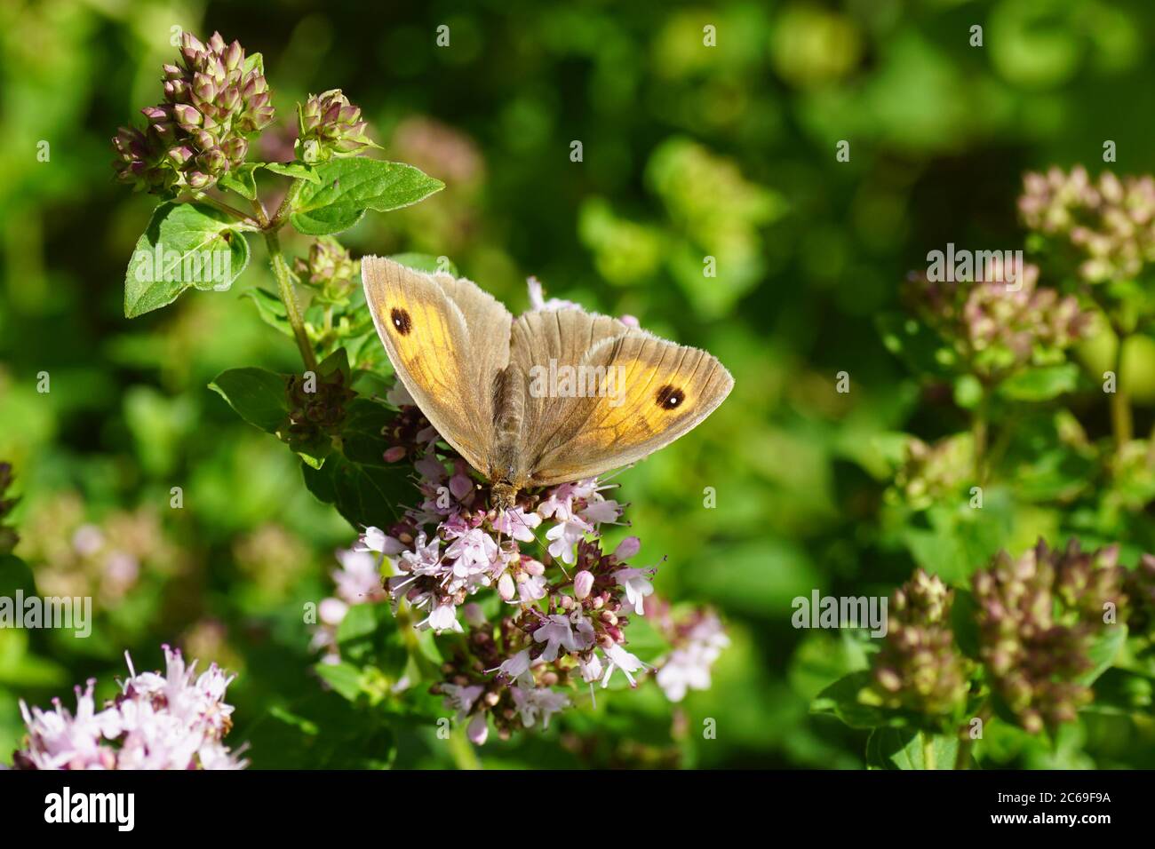 Labiatae hi-res stock photography and images - Alamy