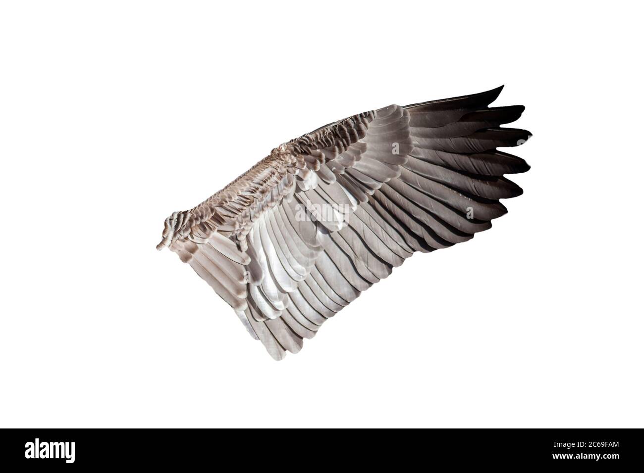 Bird flying on river Cut Out Stock Images & Pictures - Alamy