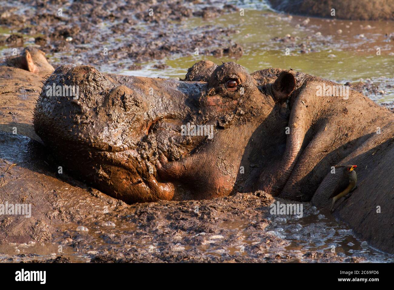 A Hippo remains alert as it rests during the daylight hours in the mass ...