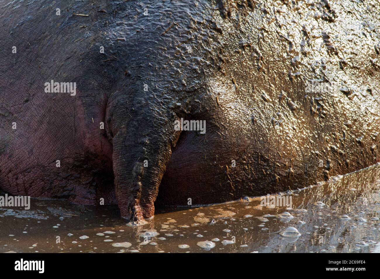 Hippo tail hippopotamus hi-res stock photography and images - Alamy