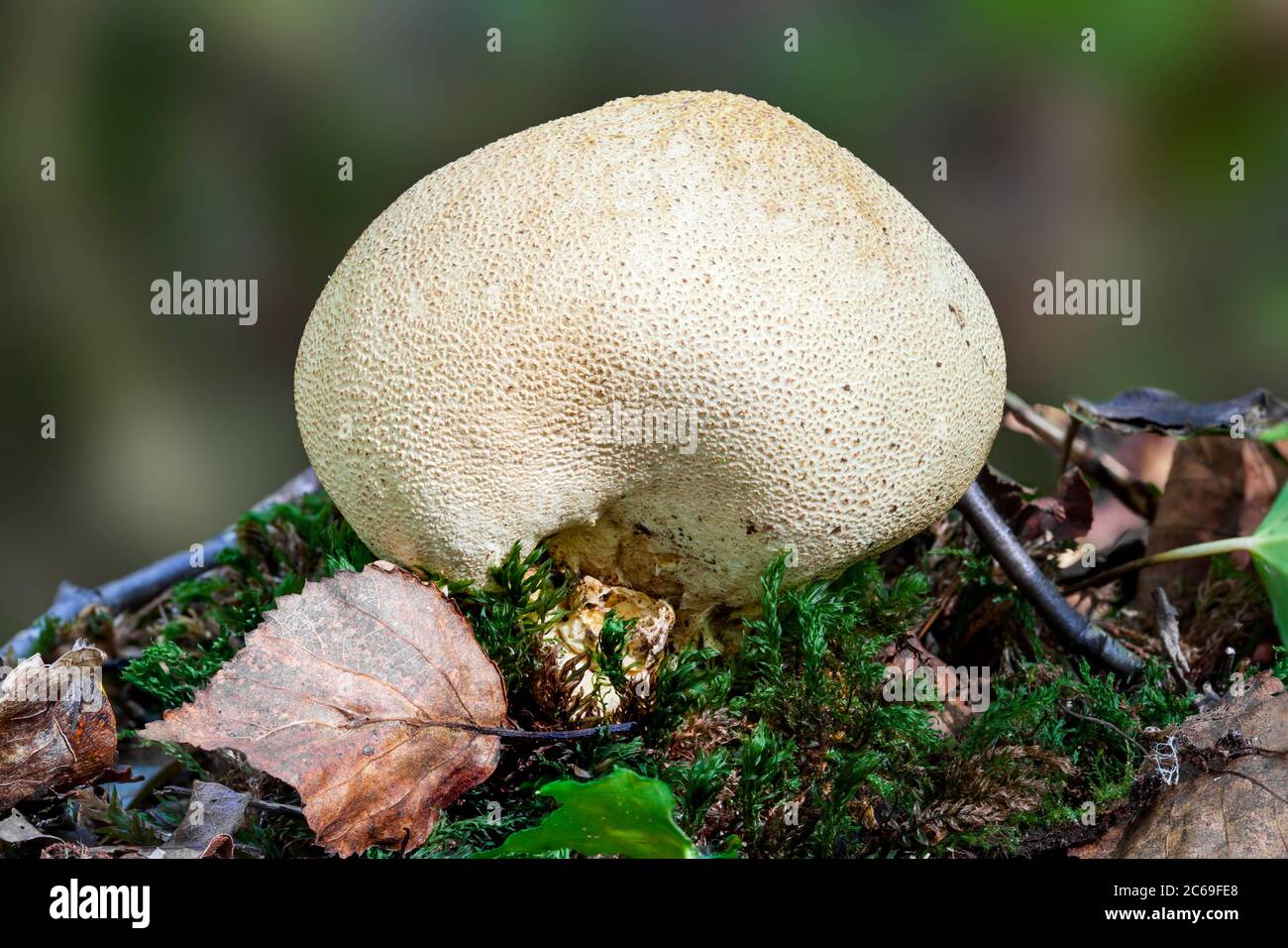 Common Earthball fungi (Scleroderma citrinum) a round ground woodland ...