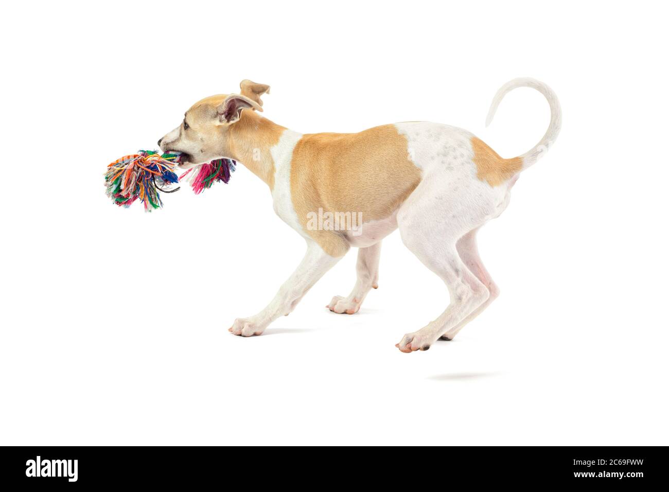 Whippet puppy, three months old, playing with colorful rope toy ...
