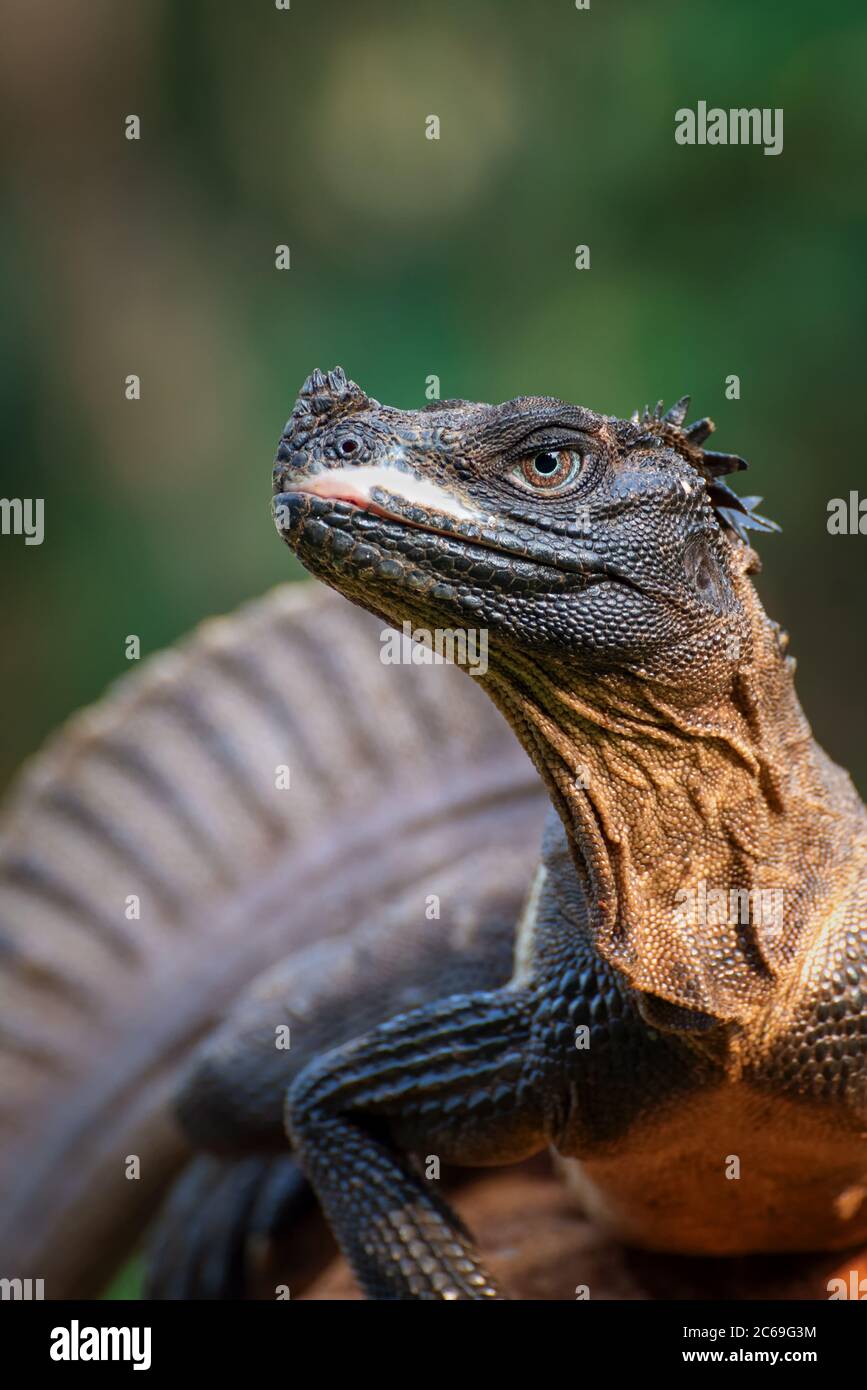 Sailfin Lizard High Resolution Stock Photography and Images - Alamy
