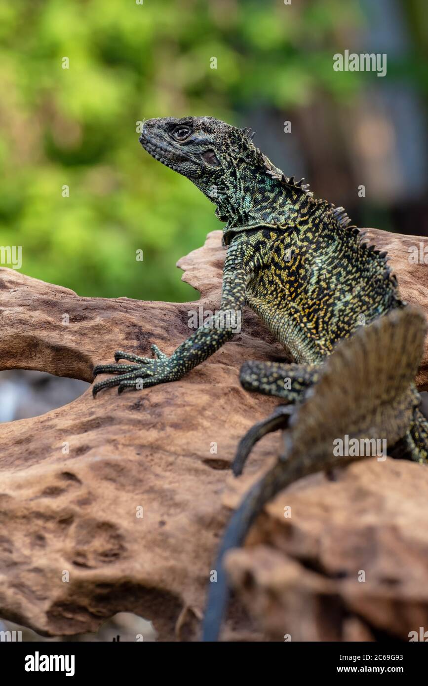 Sailfin Dragon As Pets