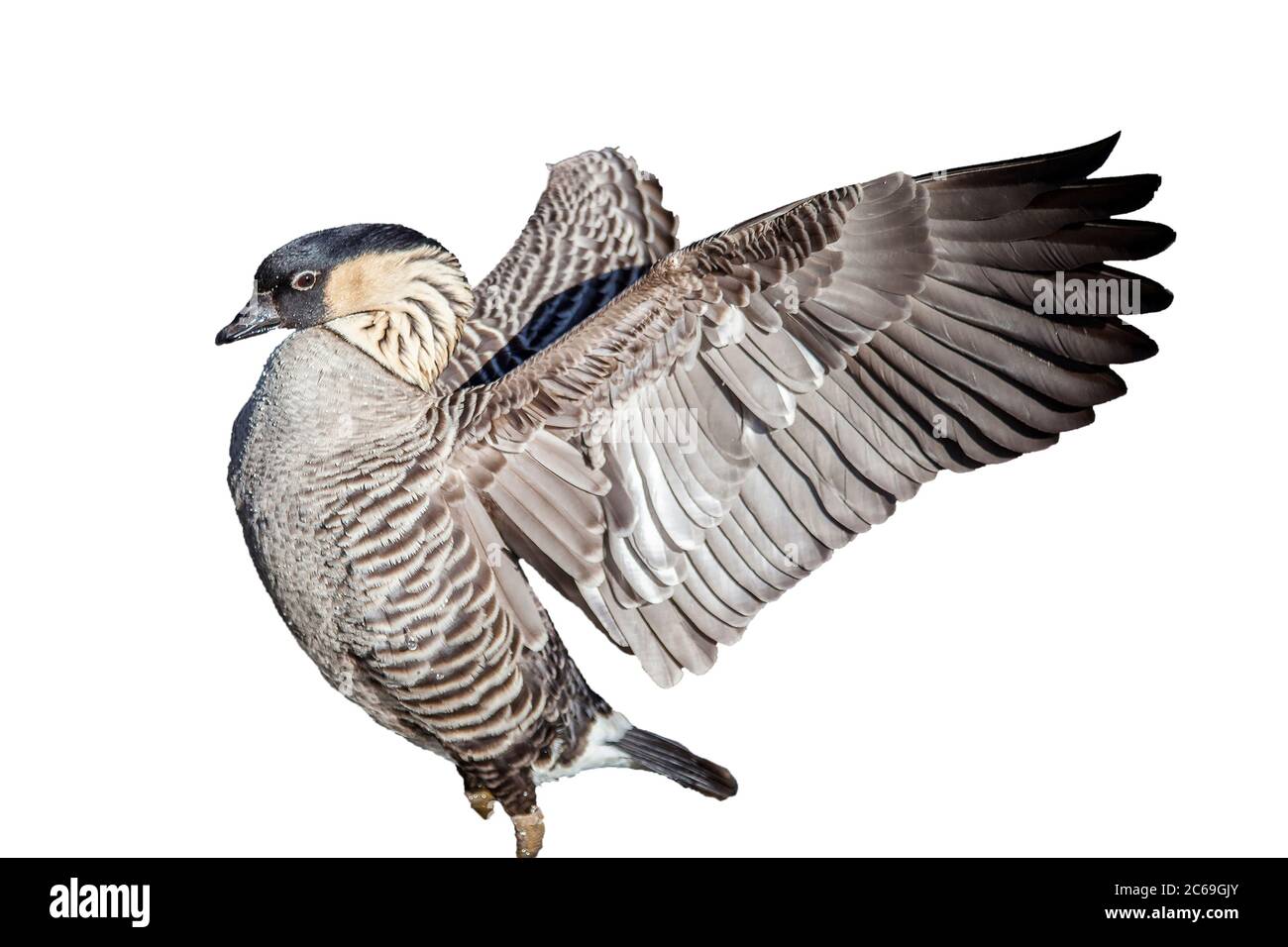 Hawaiian Flying Geese