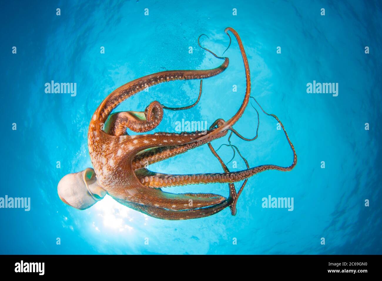 Day octopus, Octopus cyanea, in mid-water, Hawaii Stock Photo - Alamy