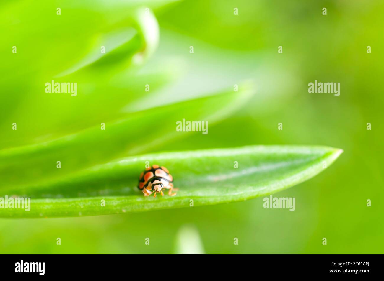 Lunate ladybug hi-res stock photography and images - Alamy