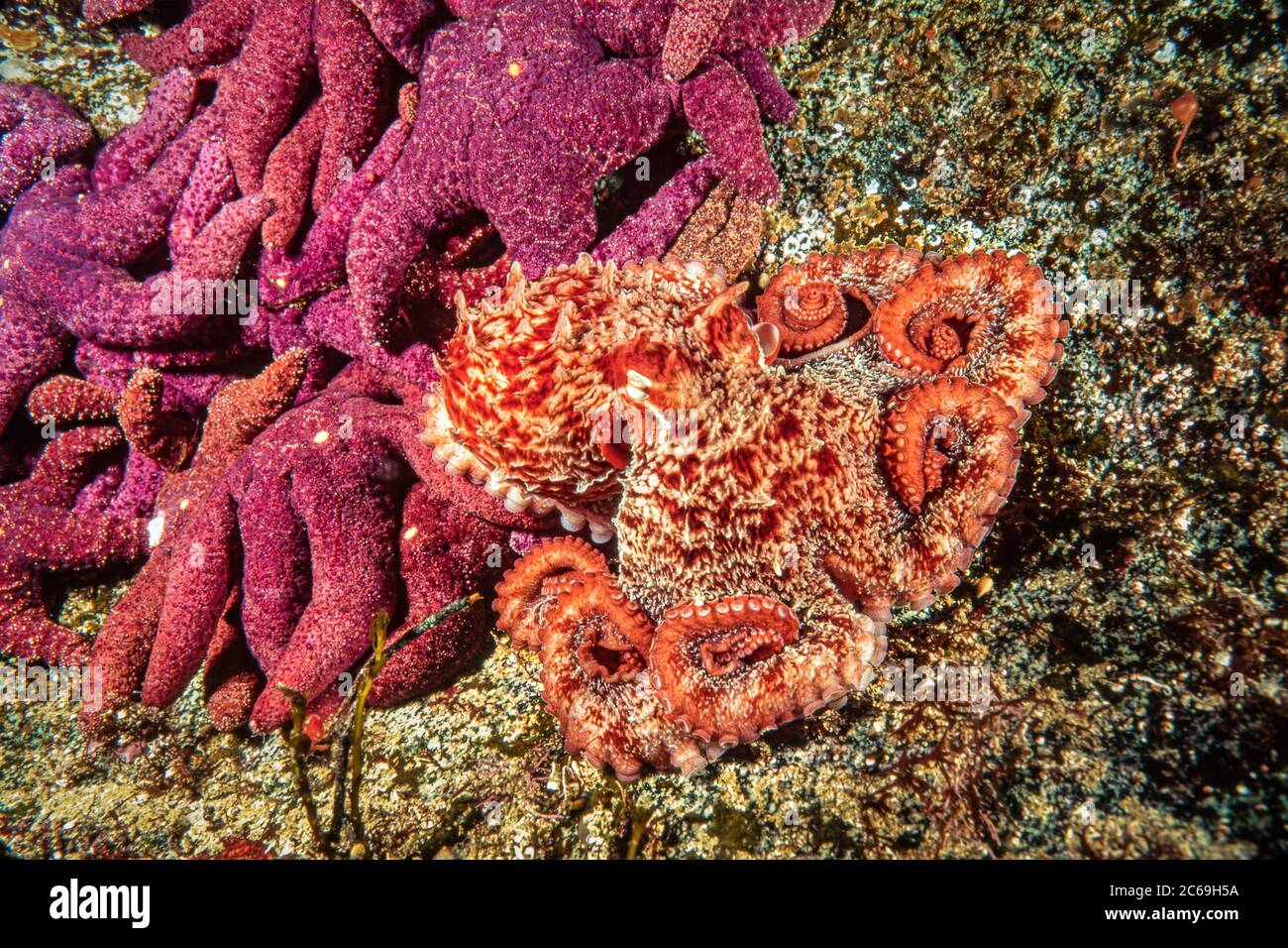 Giant pacific octopus sea stars hi-res stock photography and images - Alamy