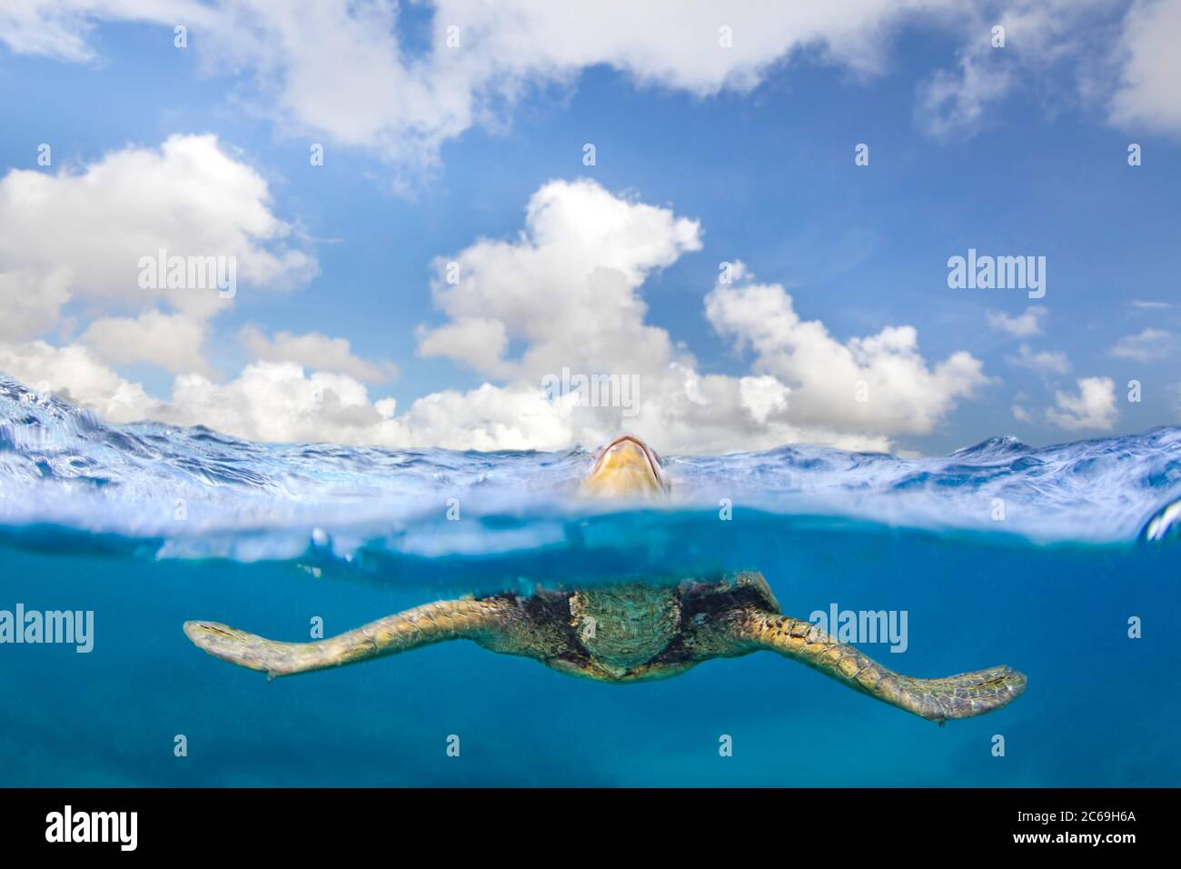 Green sea turtle, Chelonia mydas, an endangered species, comes to the ...