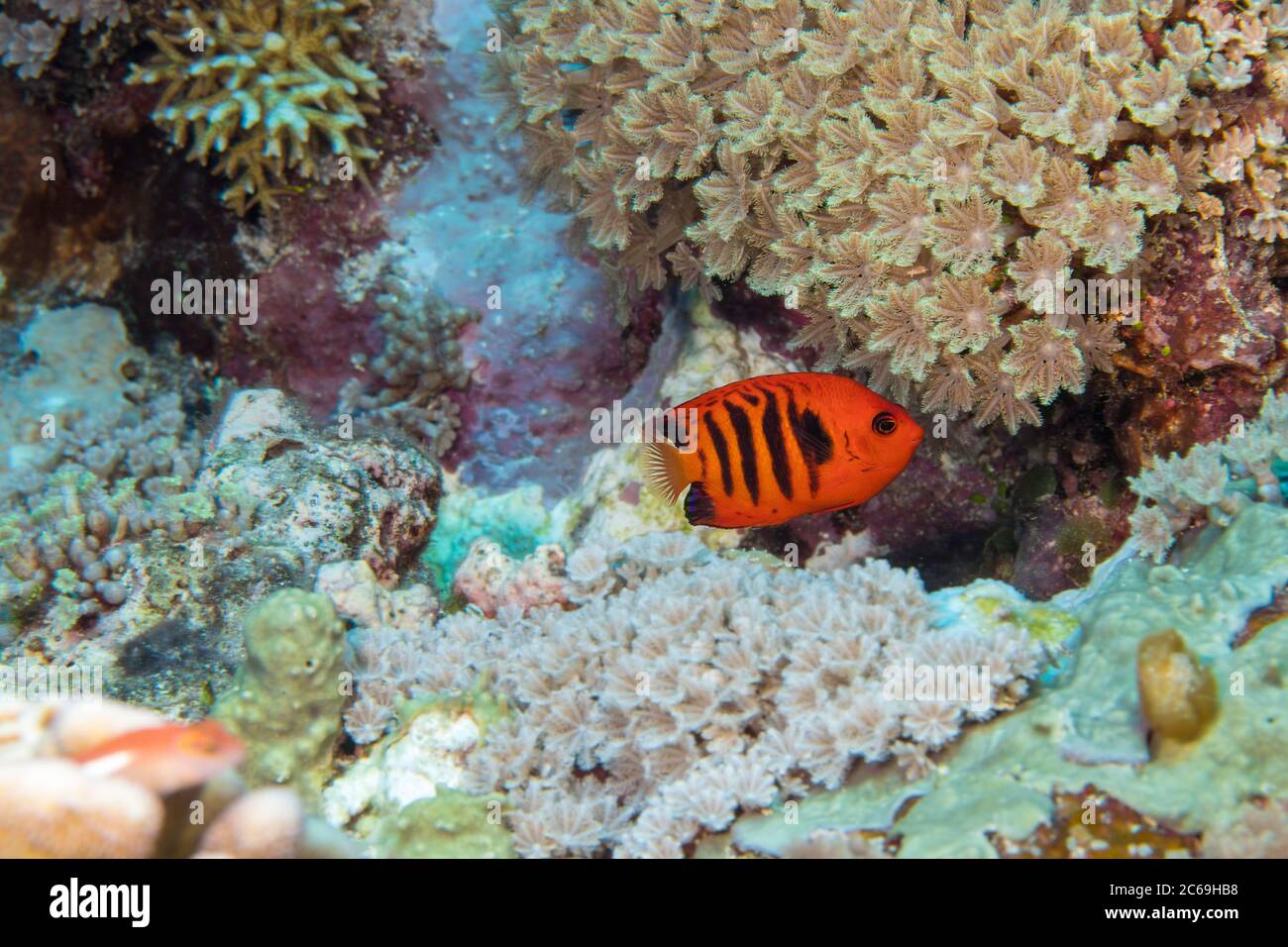 Flame angelfish, Centropyge loricula, on a reef off the island of Yap ...