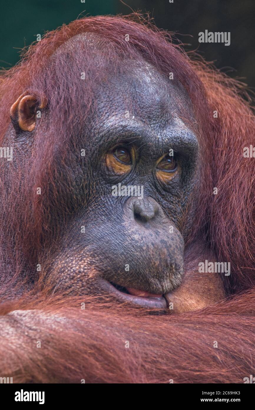 Portrait of a male orangutan, Indonesia Stock Photo - Alamy