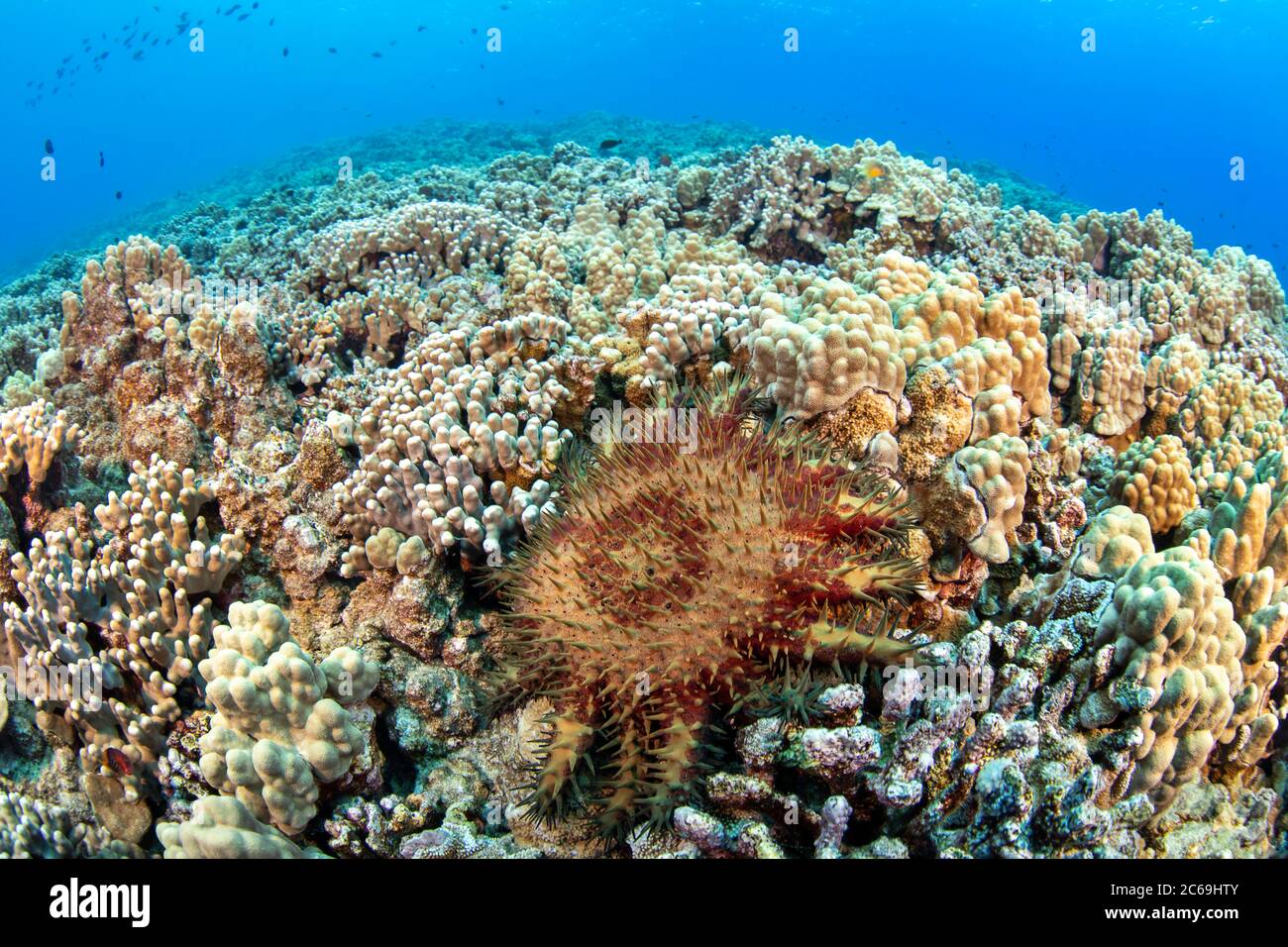 Starfish Tube Feet High Resolution Stock Photography and Images - Alamy