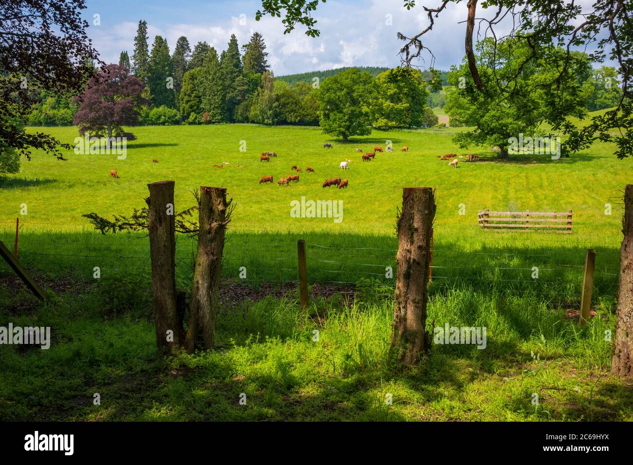 Cattle graze in a grassy field near Perth, Scotland, UK during a ...