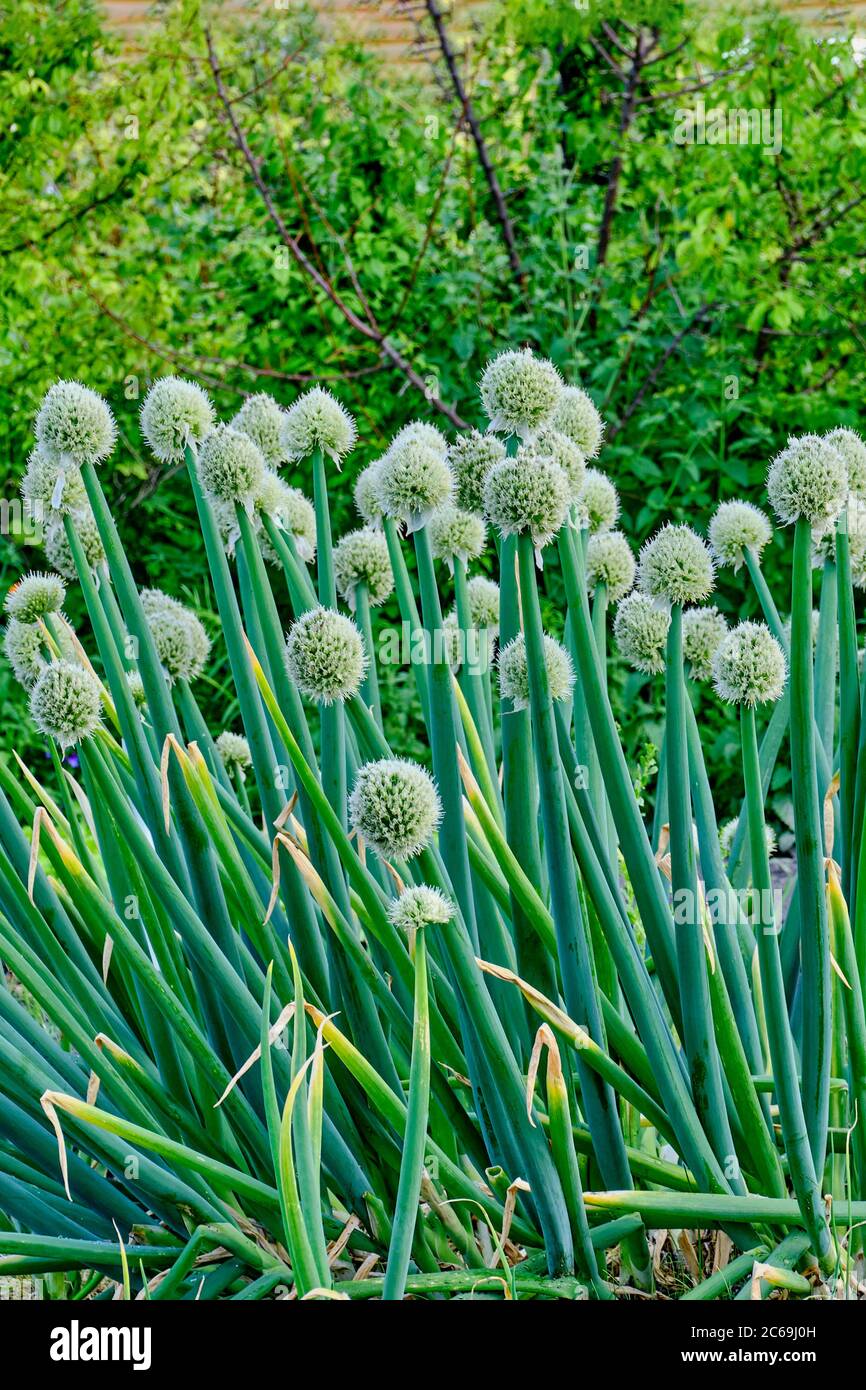 Blooming Welsh onion in the vegetable garden, Allium fistulosum Stock ...