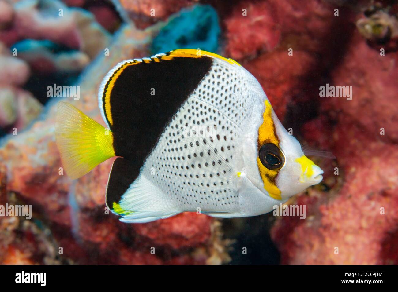 Tinker's butterflyfish, Chaetodon tinkeri, was first discovered in ...