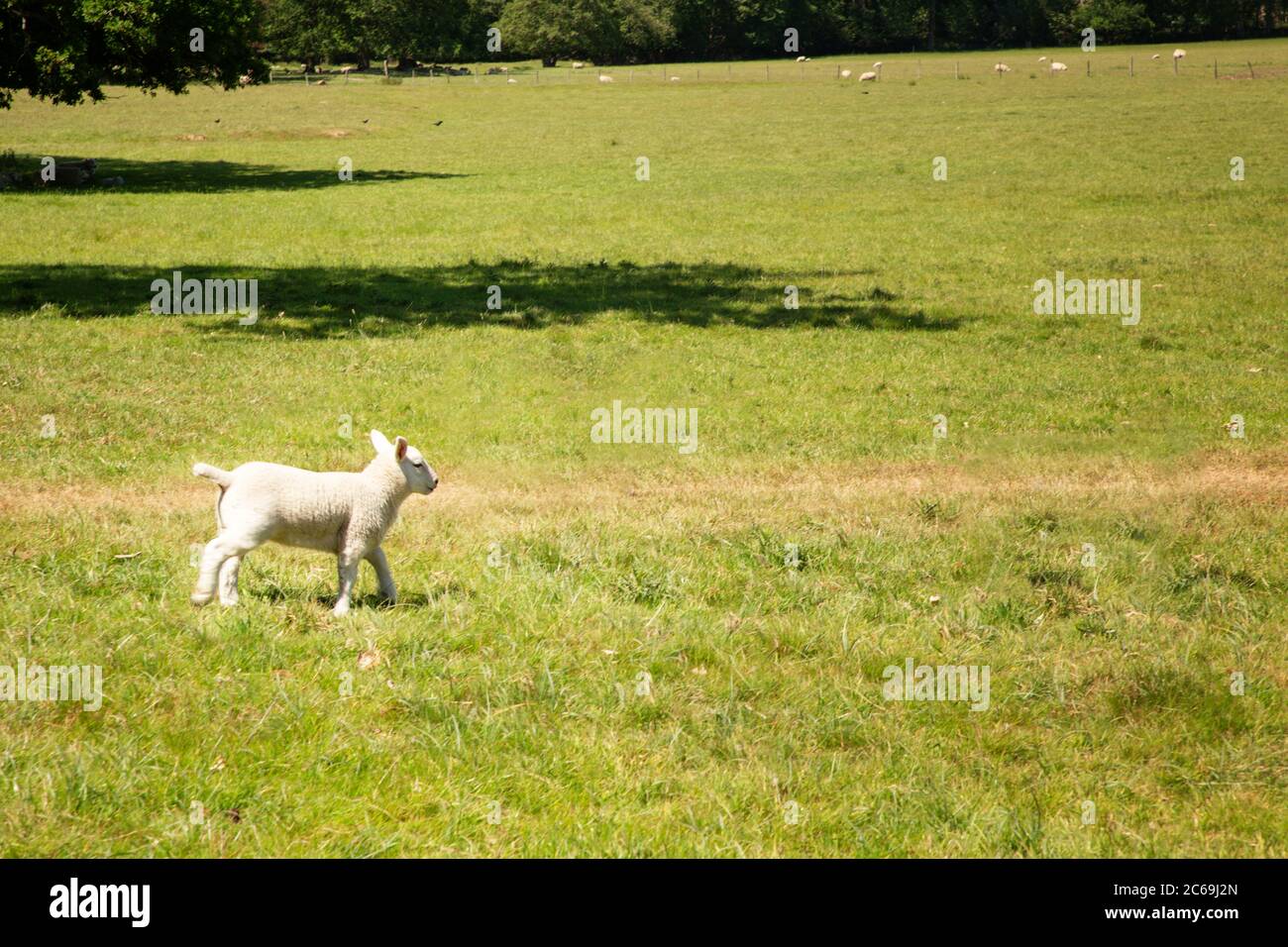 single lamb running across a field in england Stock Photo - Alamy
