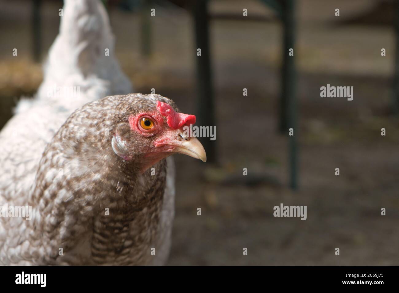 Close up of a chicken head on a farm. Free poultry. Selective focus ...