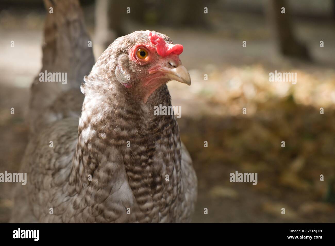 Close up of a chicken head on a farm. Free poultry. Selective focus ...