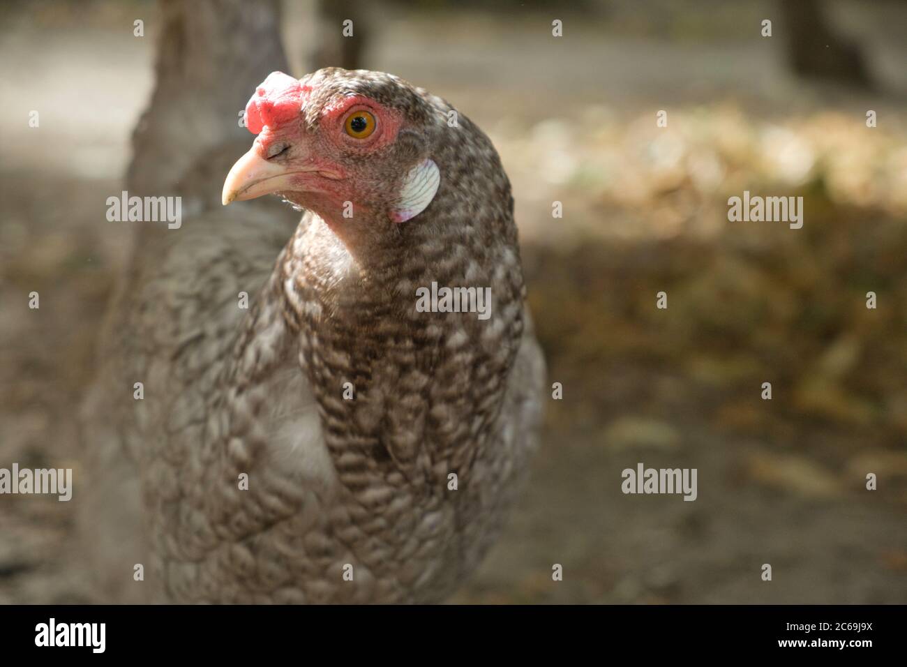 Close up of a chicken head on a farm. Free poultry. Selective focus ...