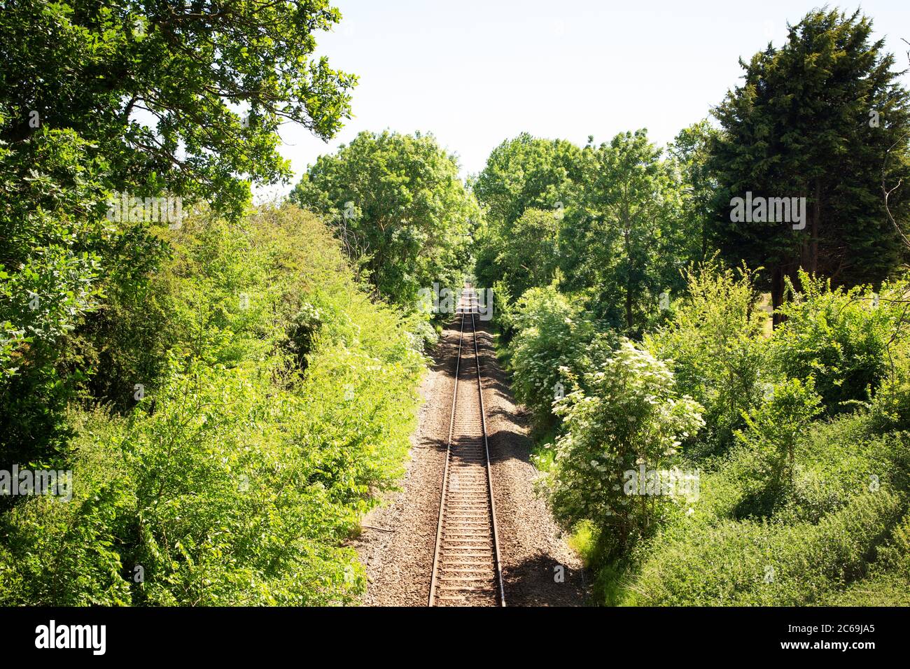 single railway track with trees on both side cutting through a forest ...