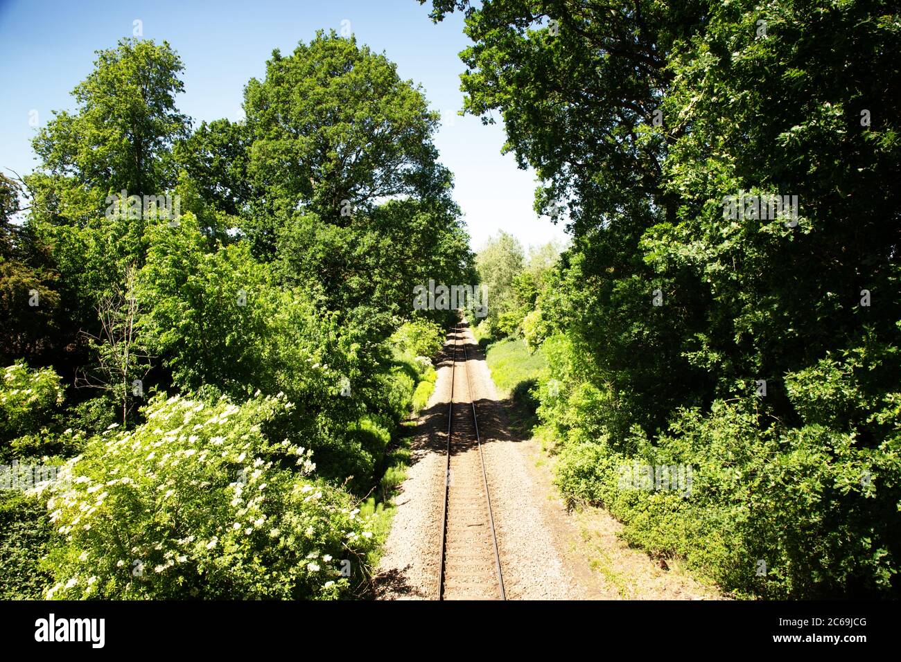 single railway track with trees on both side cutting through a forest ...