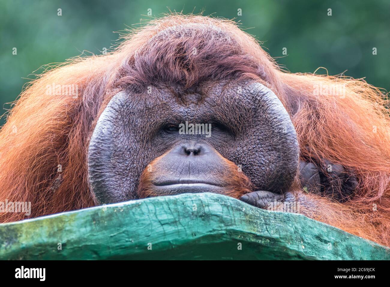 Portrait of a male orangutan, Indonesia Stock Photo - Alamy