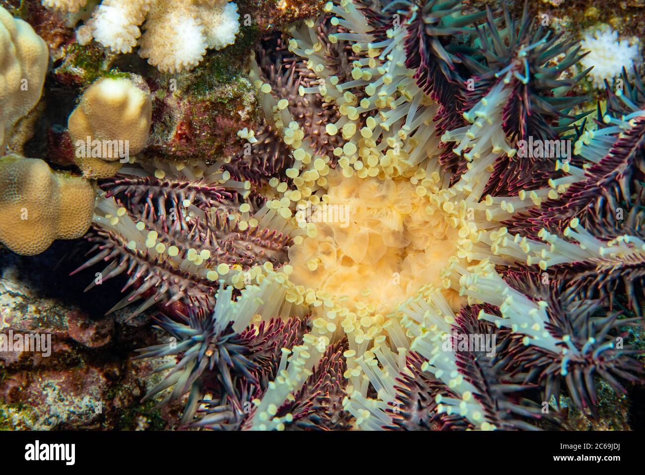 Starfish stomach hi-res stock photography and images - Alamy