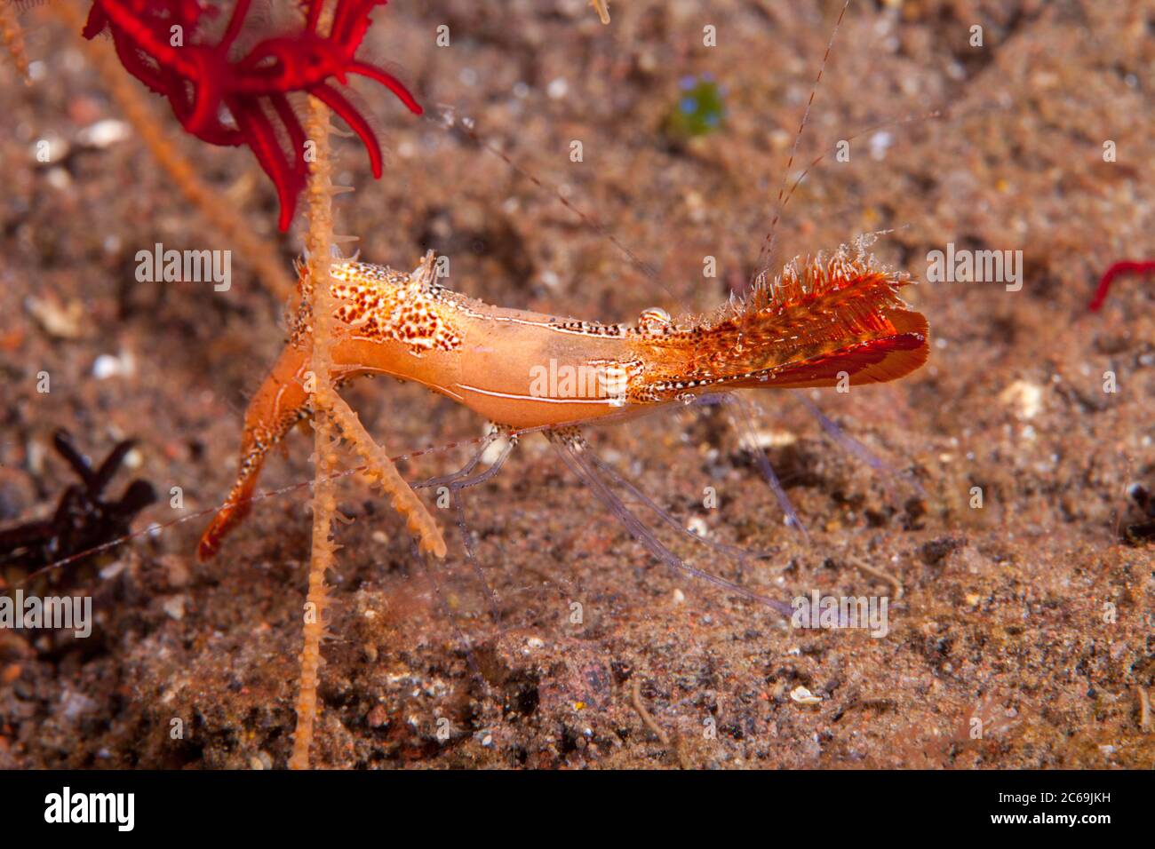 The rock shrimp, Leander plumosus, is also known as the long nose ...