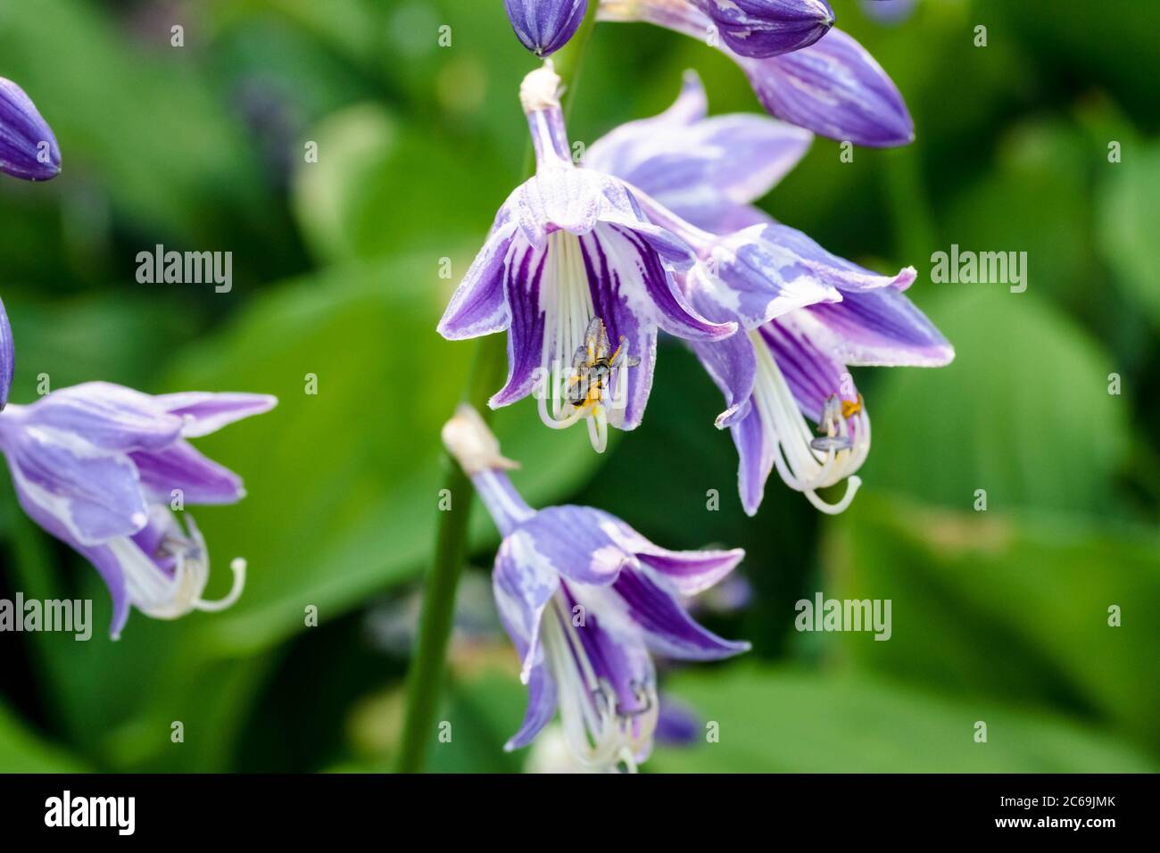 close up of a lavender Hosta plant that is blooming Stock Photo - Alamy
