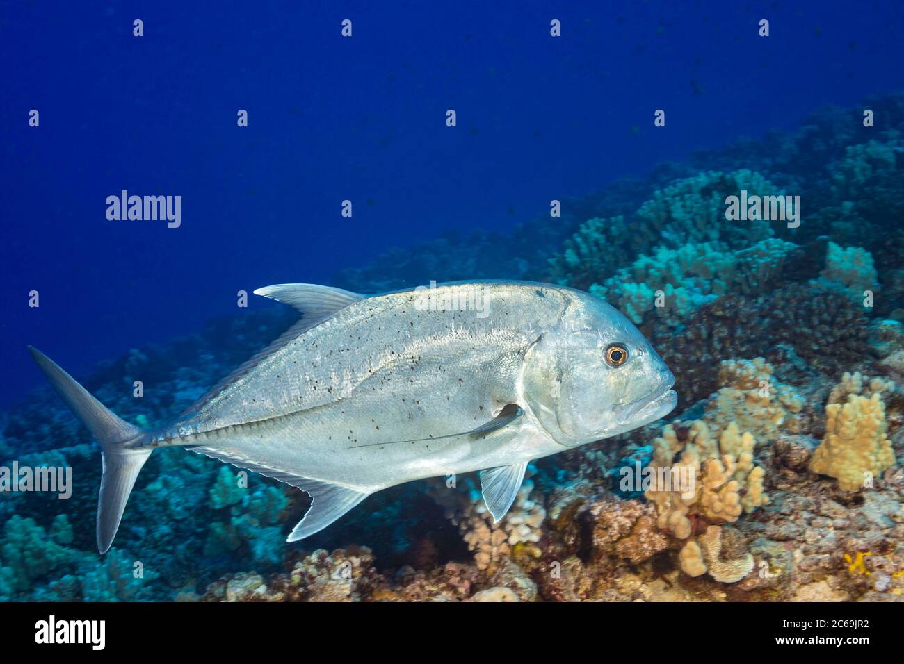 The white ulua, Caranx ignobilis, is also known as a giant trevally or ...