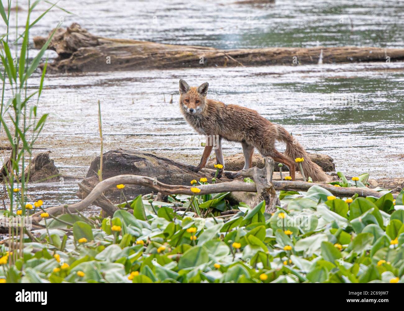 Fox nest hi-res stock photography and images - Alamy