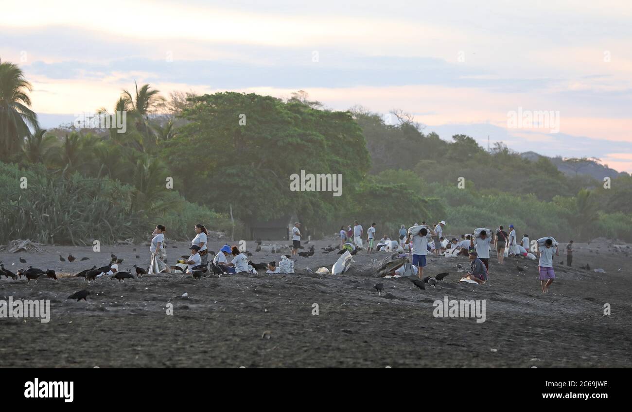 Olive ridley, Pacific ridley turtle, Olive ridley sea turtle, Pacific ...