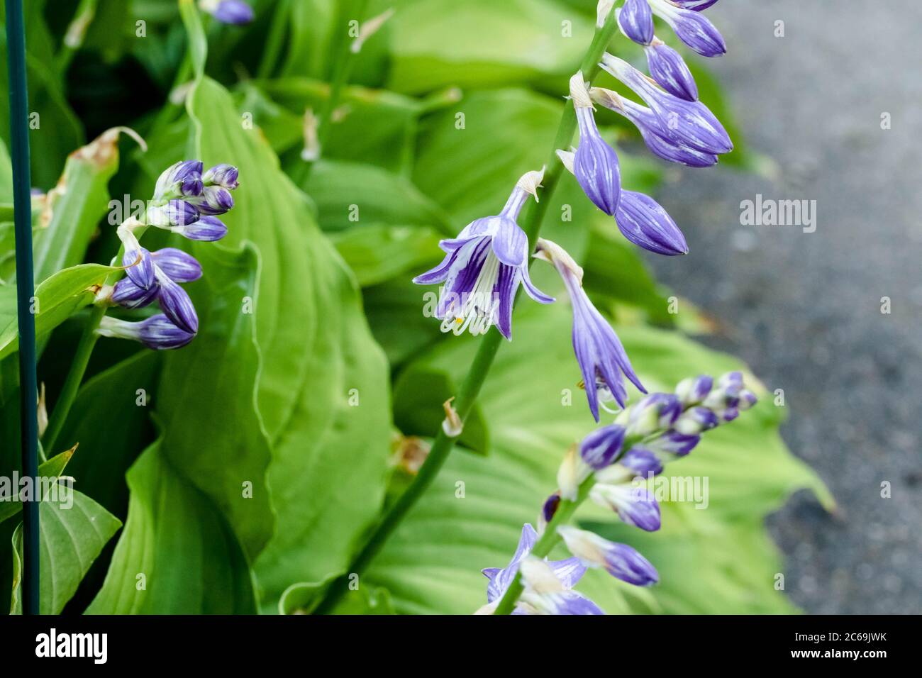 wide angle view of a lavender Hosta plant that is blooming Stock Photo ...