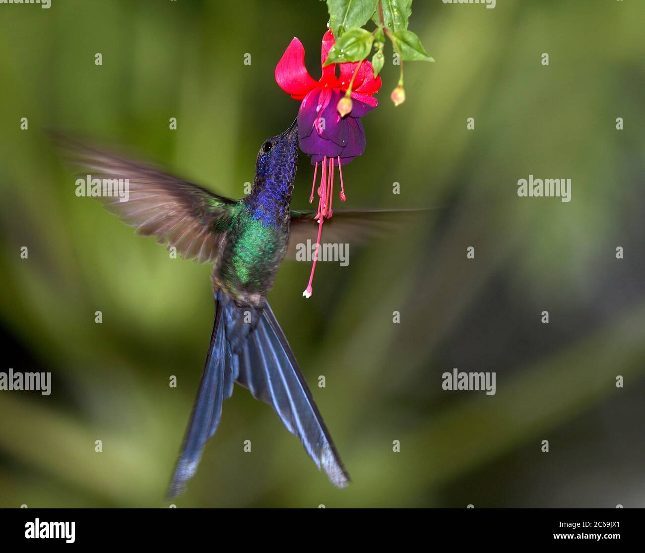 Wild fuchsia brazil hi-res stock photography and images - Alamy