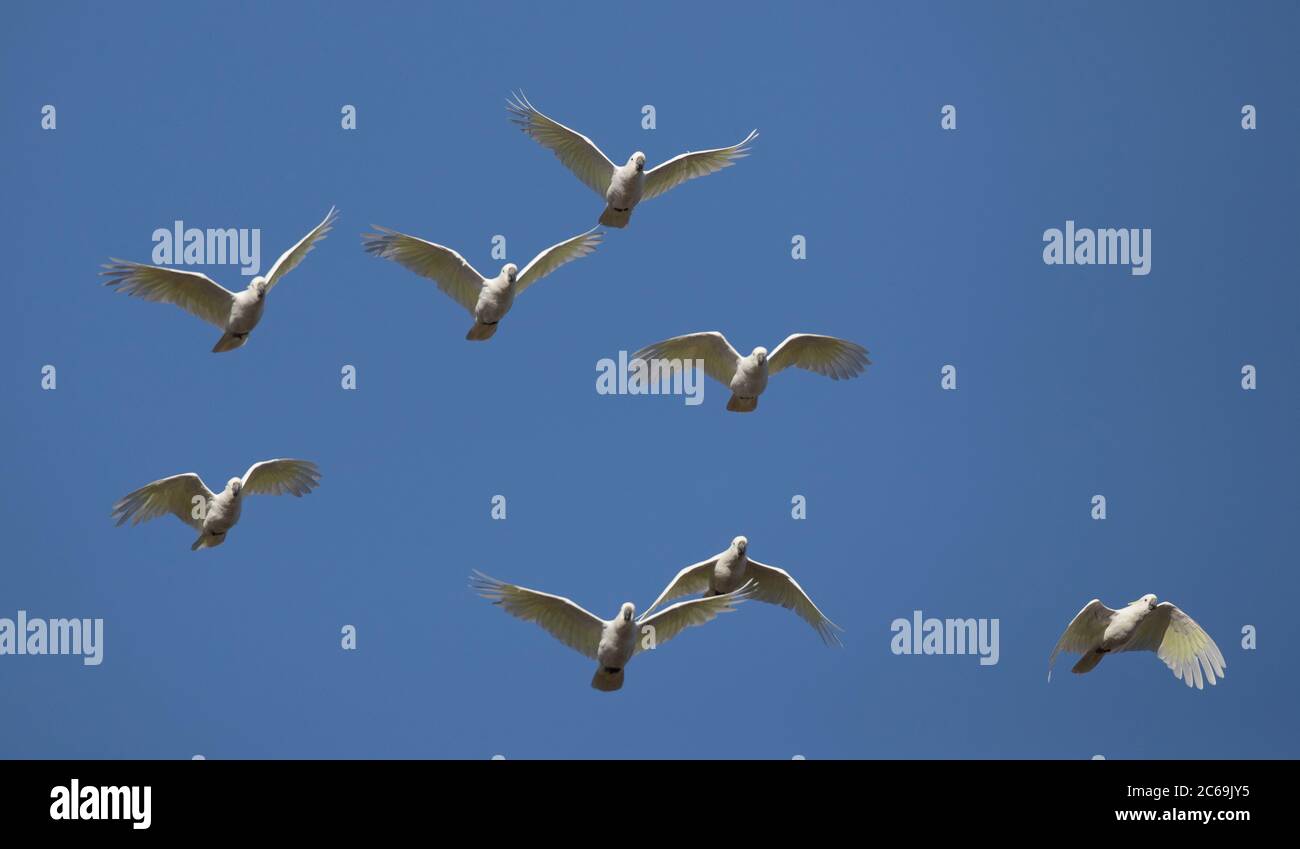 sulphur-crested cockatoo (Cacatua galerita), flock in flight, Australia ...