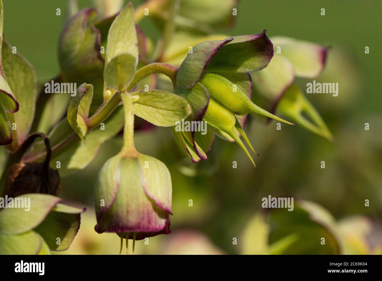 stinking hellebore, bearsfoot (Helleborus foetidus), flower and young ...
