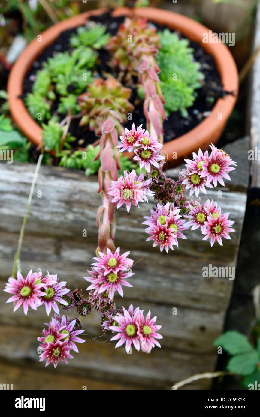 Mountain Houseleek Flower (sempervivum montanum Stock Photo - Alamy