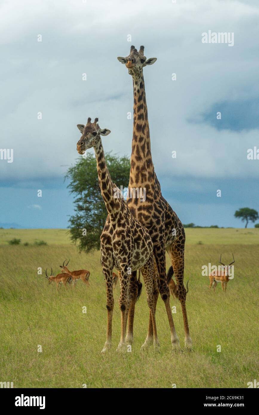 Masai giraffe stands behind female near impala Stock Photo - Alamy
