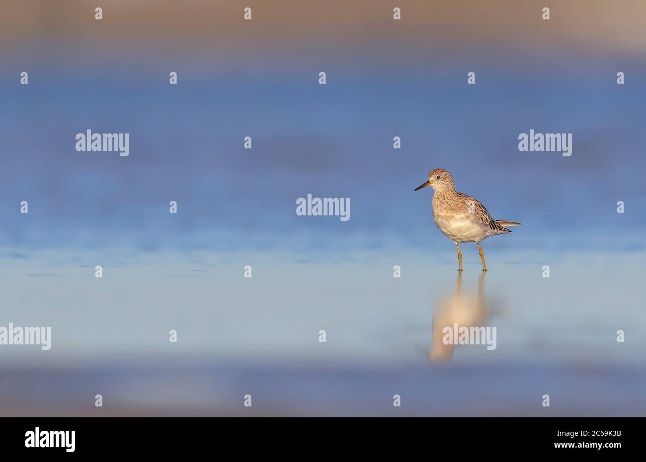sharp-tailed sandpiper (Calidris acuminata), standing in shallow water ...