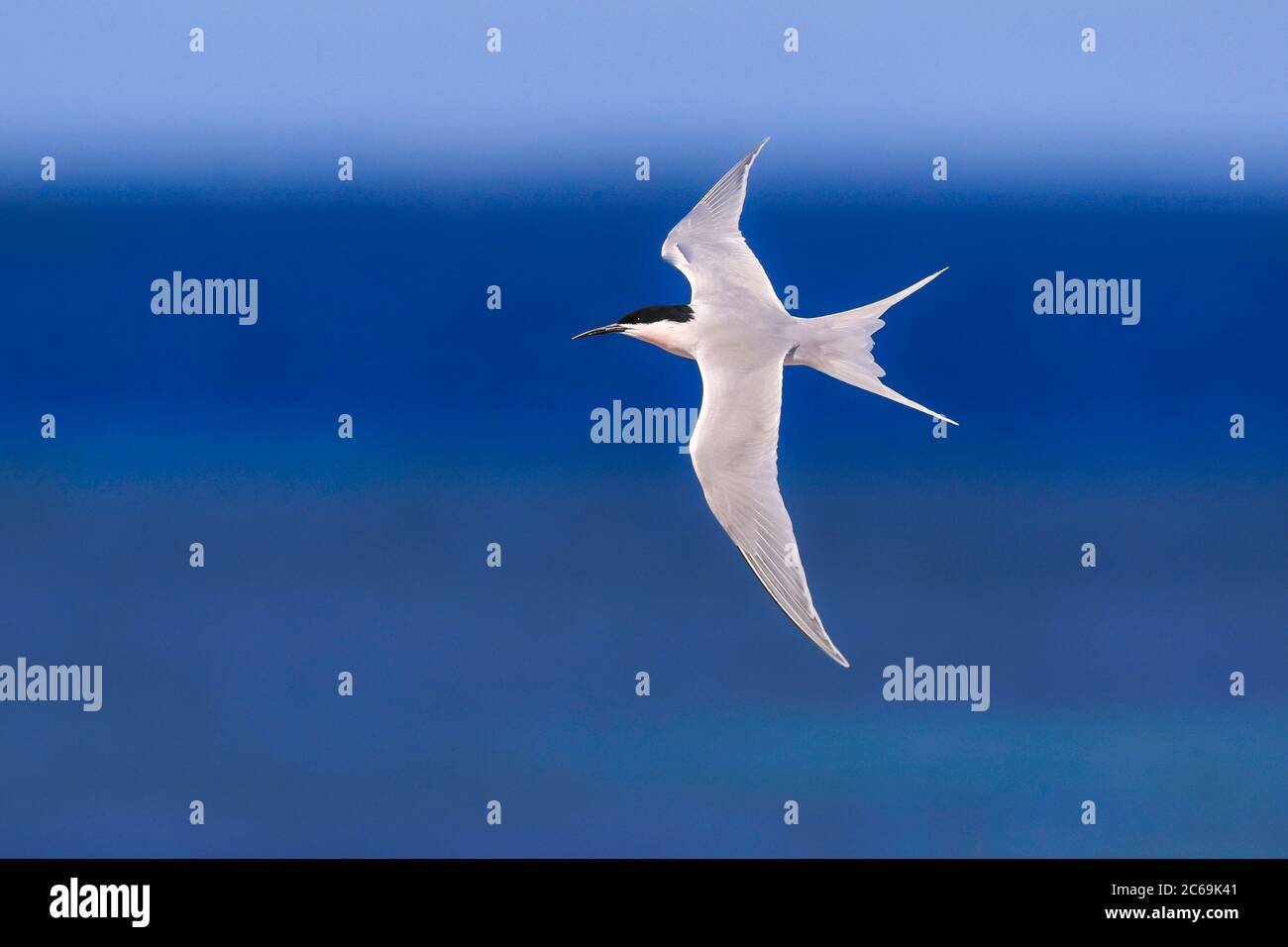 roseate tern (Sterna dougallii), in flight at the ocean, side view ...
