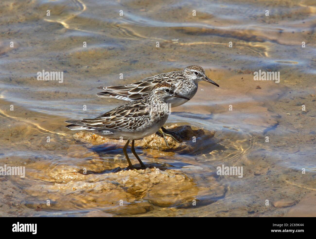 sharp-tailed sandpiper (Calidris acuminata), two sharp-tailed ...