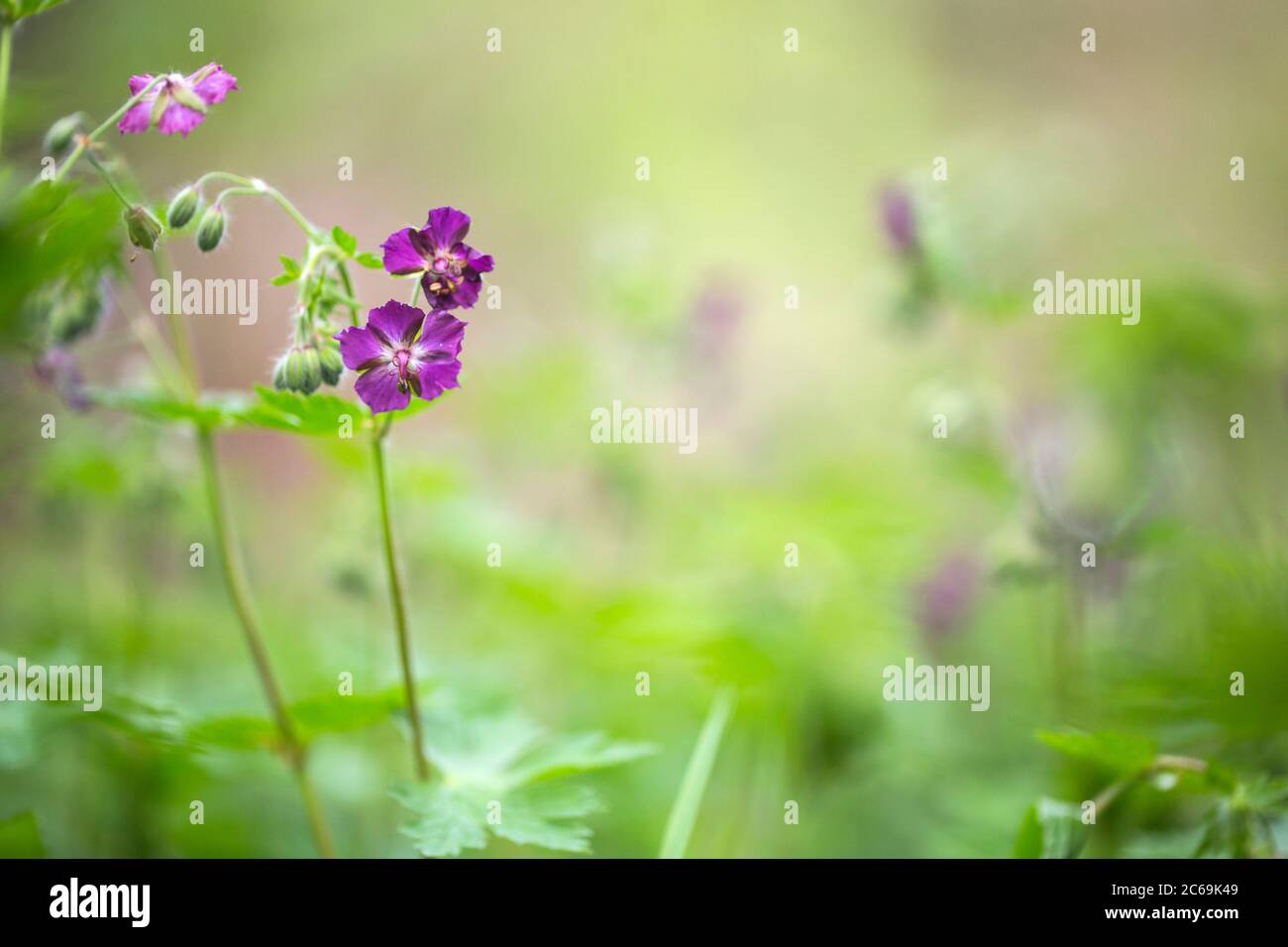 dusky cranesbill (Geranium phaeum), blooming, Netherlands Stock Photo ...