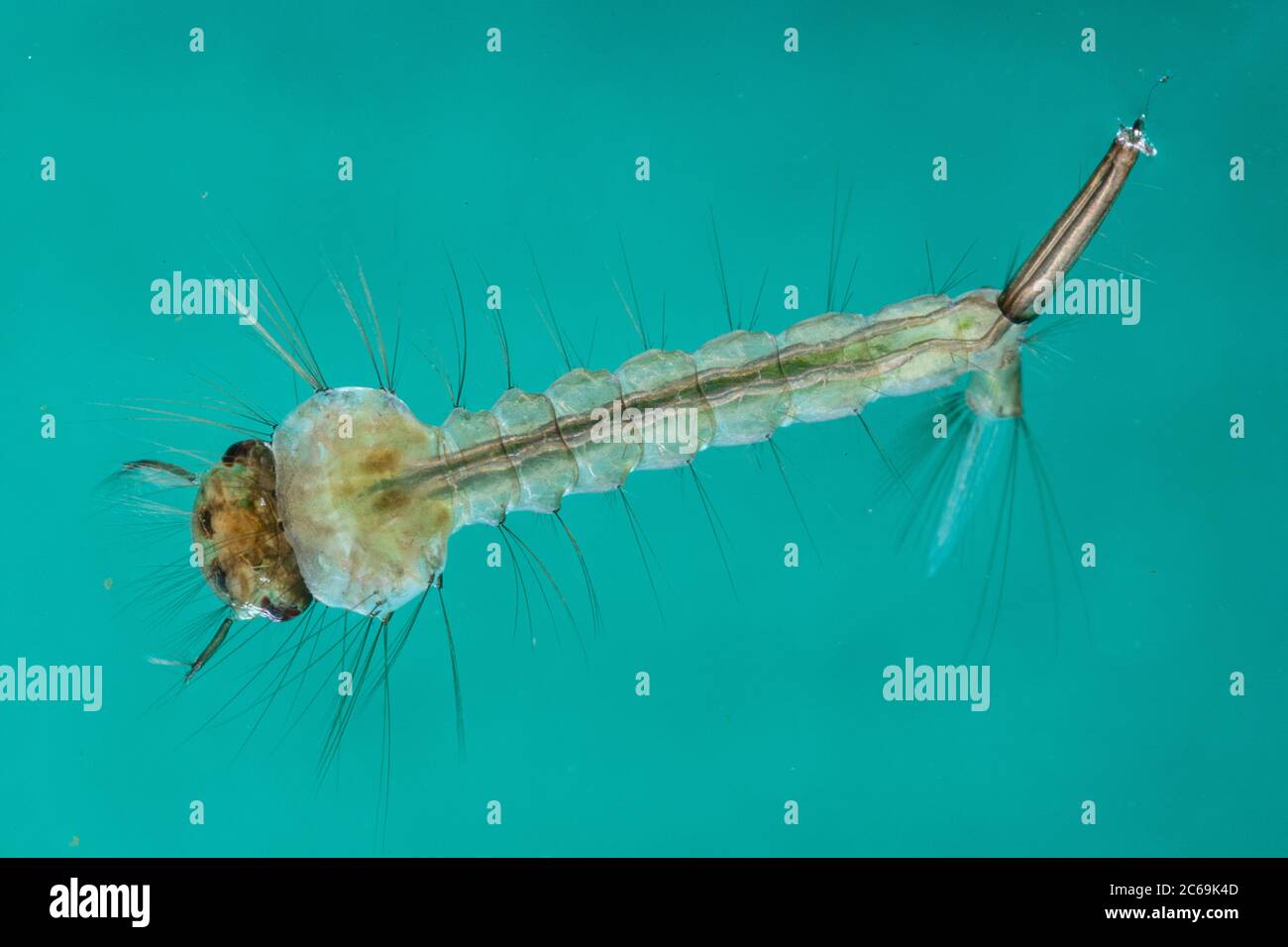 house mosquito, northern common house mosquito, common gnat, house gnat ...