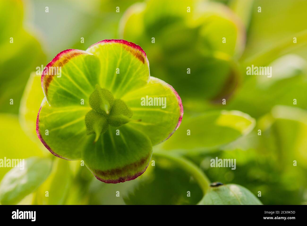 stinking hellebore, bearsfoot (Helleborus foetidus), flower ...