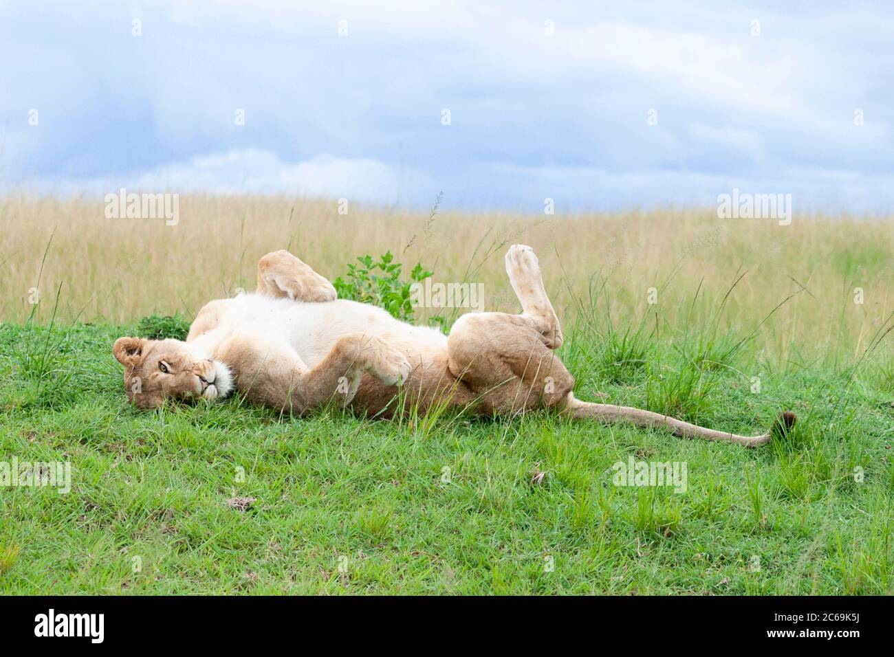 lion (Panthera leo), lioness lying relaxed in supine position in a ...