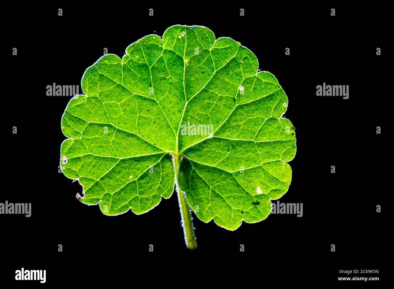 gill-over-the-ground, ground ivy (Glechoma hederacea), leaf in ...