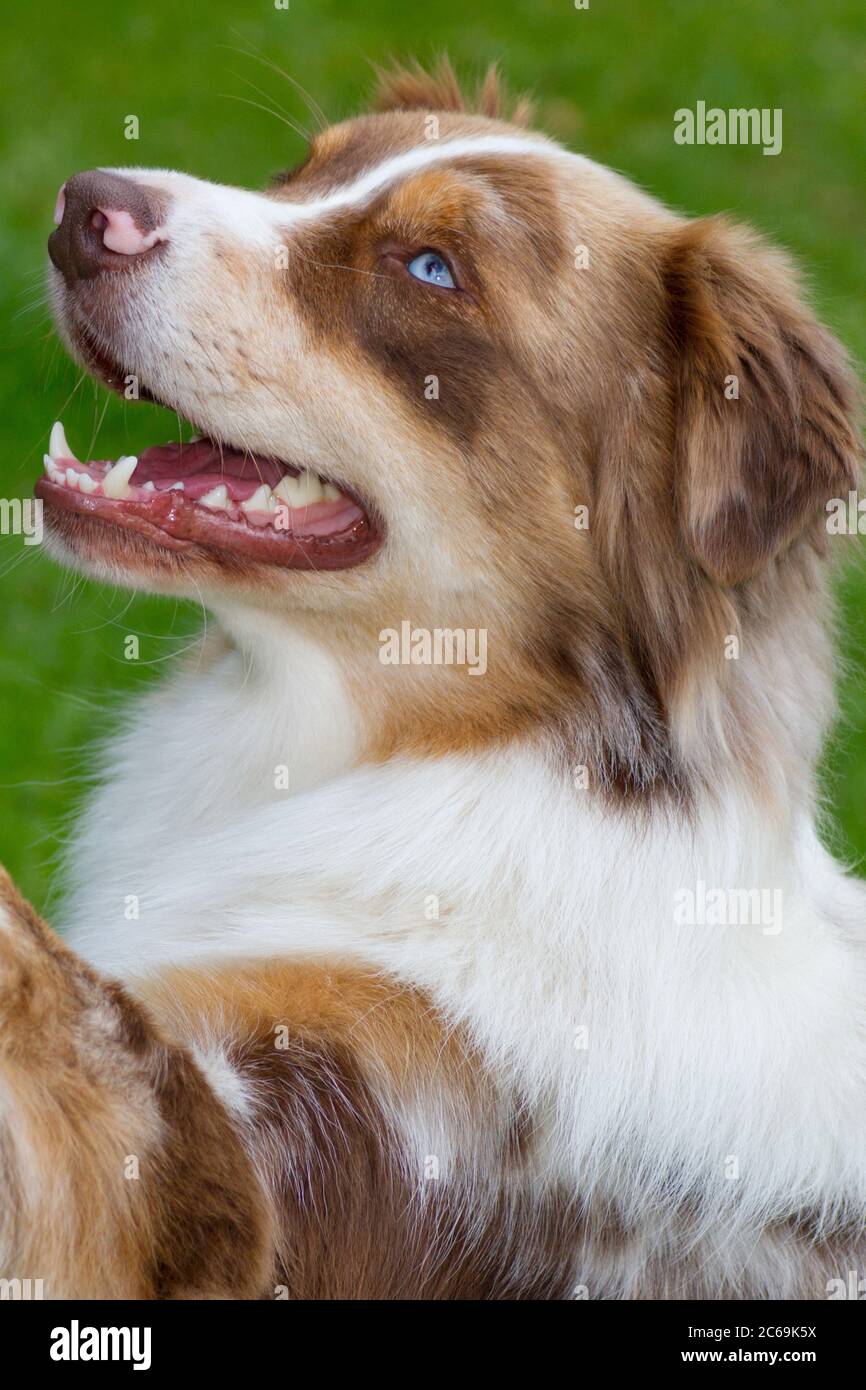 Australian Shepherd (Canis lupus f. familiaris), portrait, side view ...