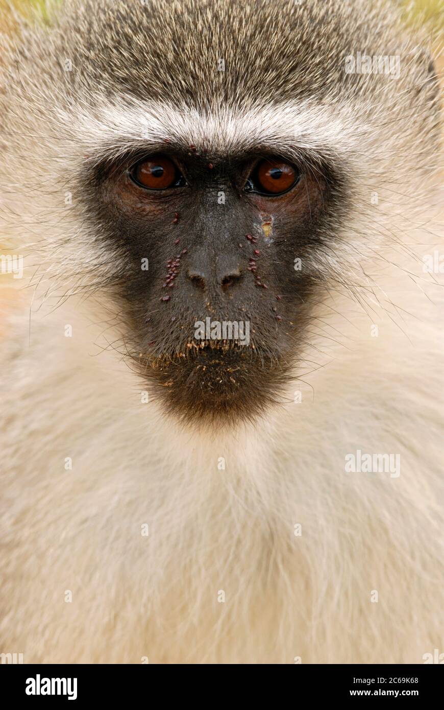 Grivet monkey, Savanna monkey, Green monkey, Vervet monkey ...